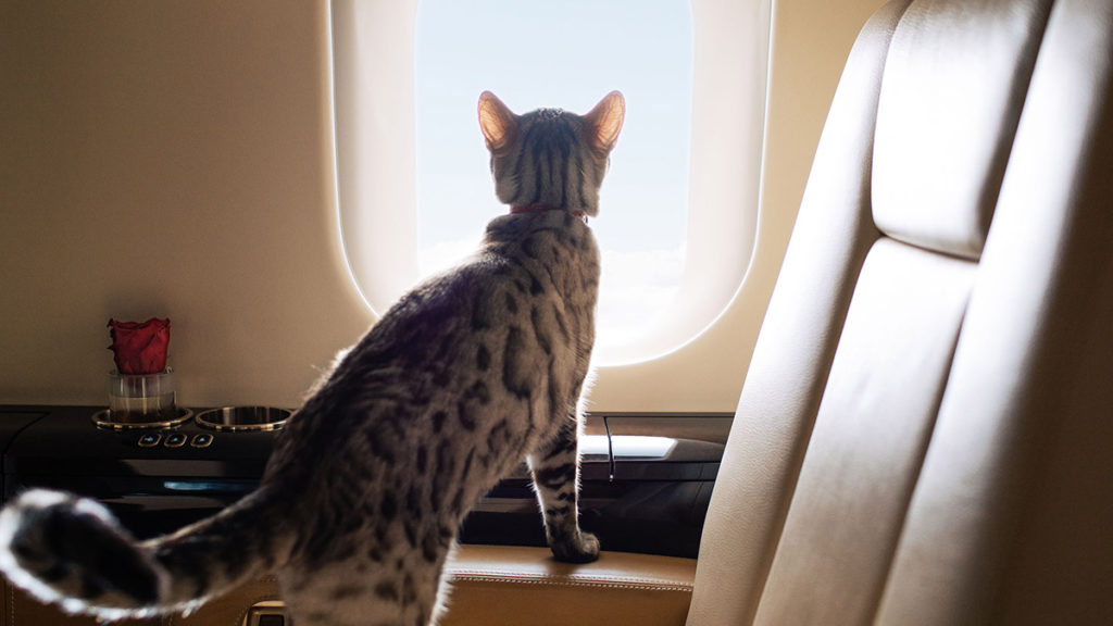 Private Jet Hire - Flying with Pets